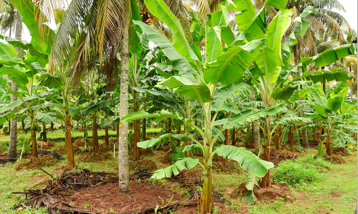 Intercropping - CGASL