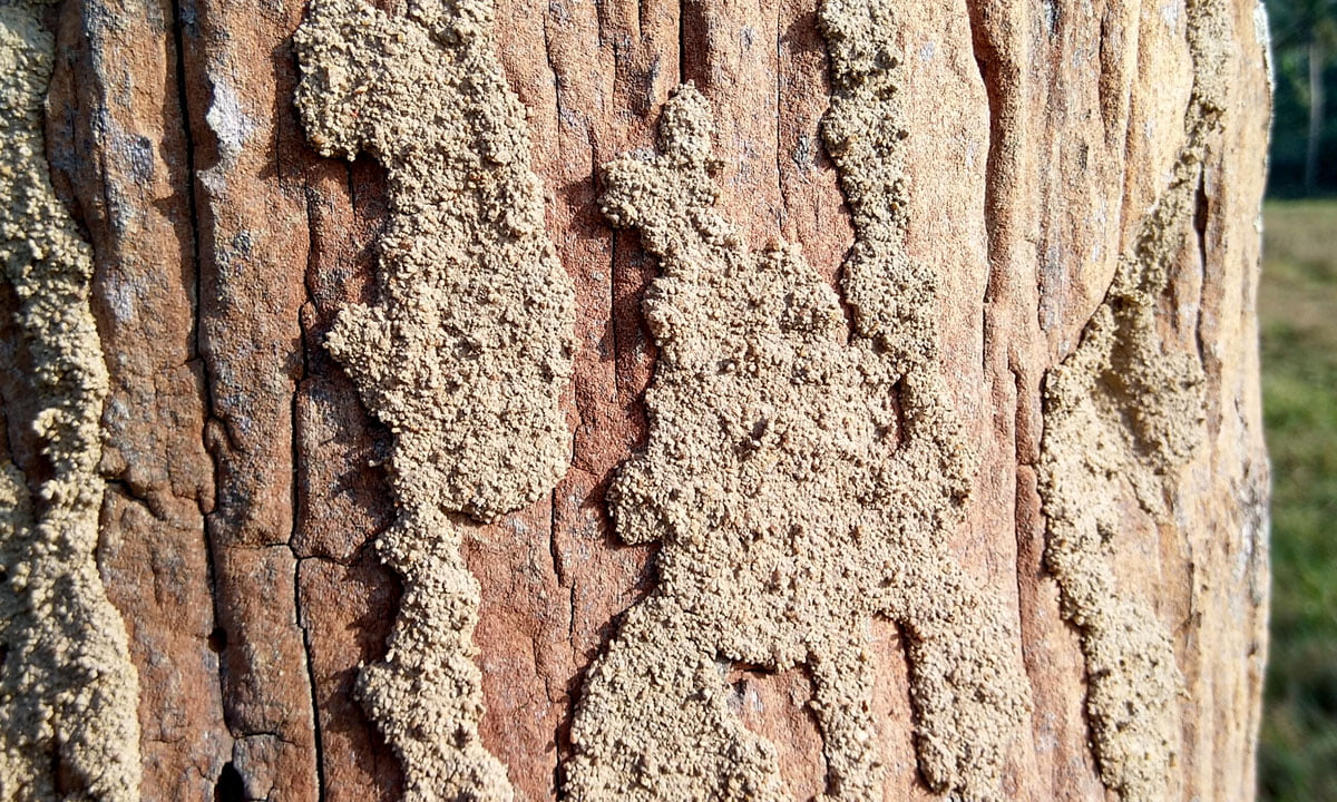 Pest & Diseases - CGASL