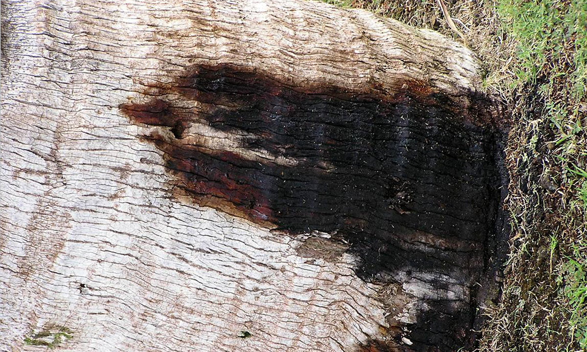 Pest & Diseases - CGASL