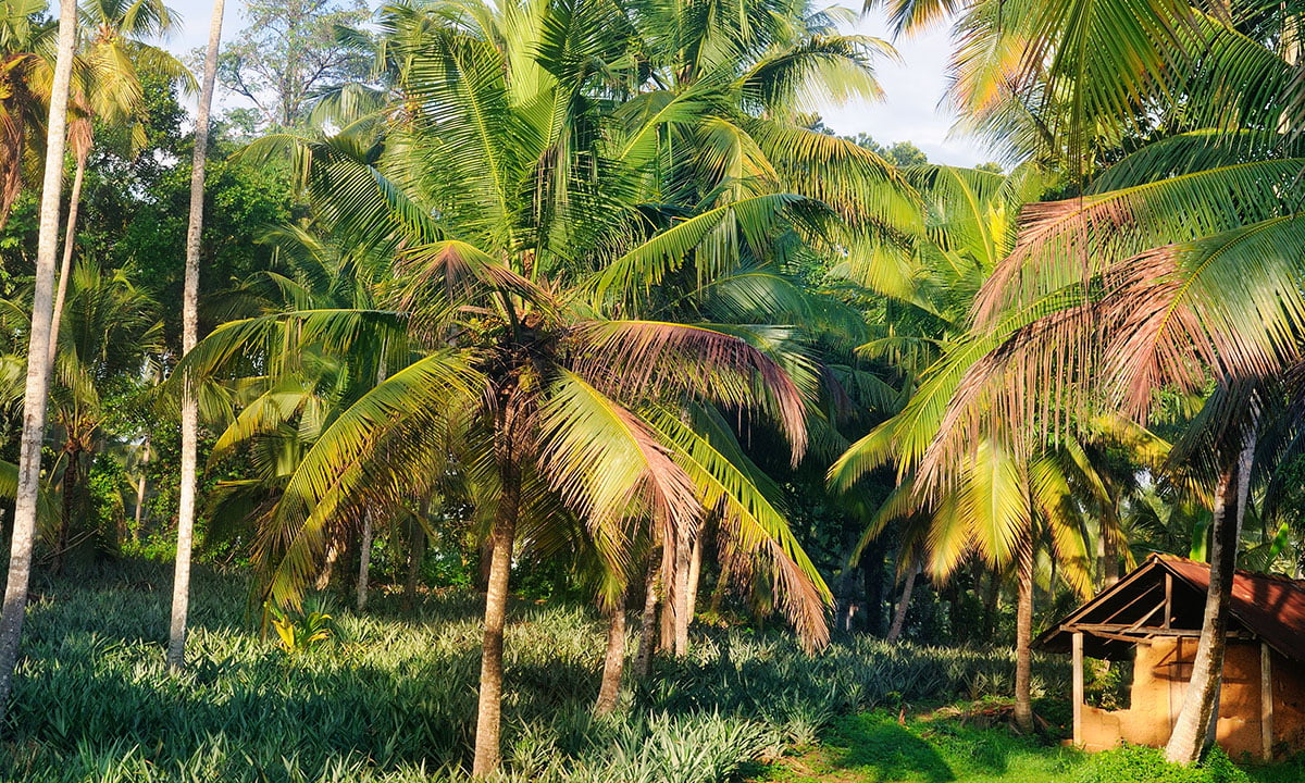 Intercropping - CGASL