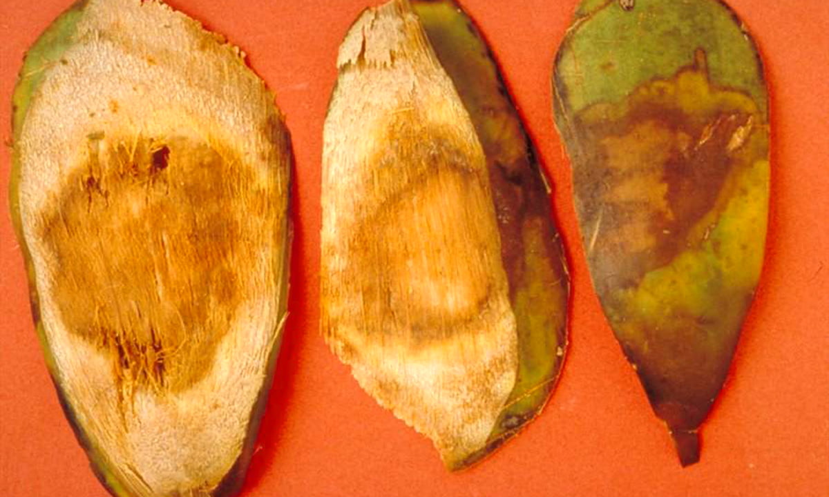 Pest & Diseases - CGASL