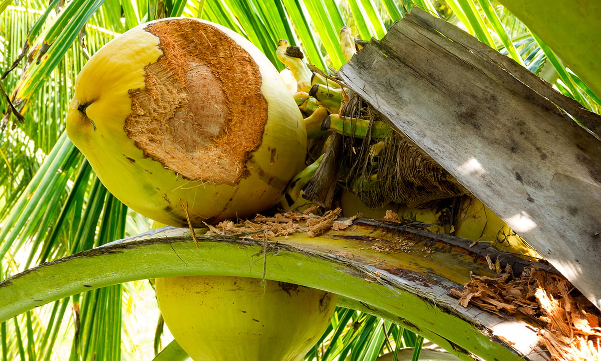 Pest & Diseases - CGASL